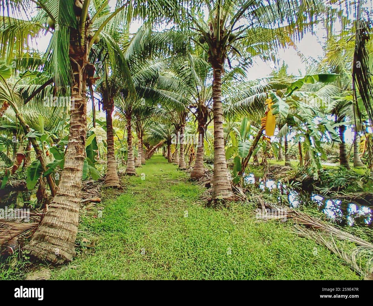 Coconut plantation in Thailand South east Asia Stock Photo - Alamy