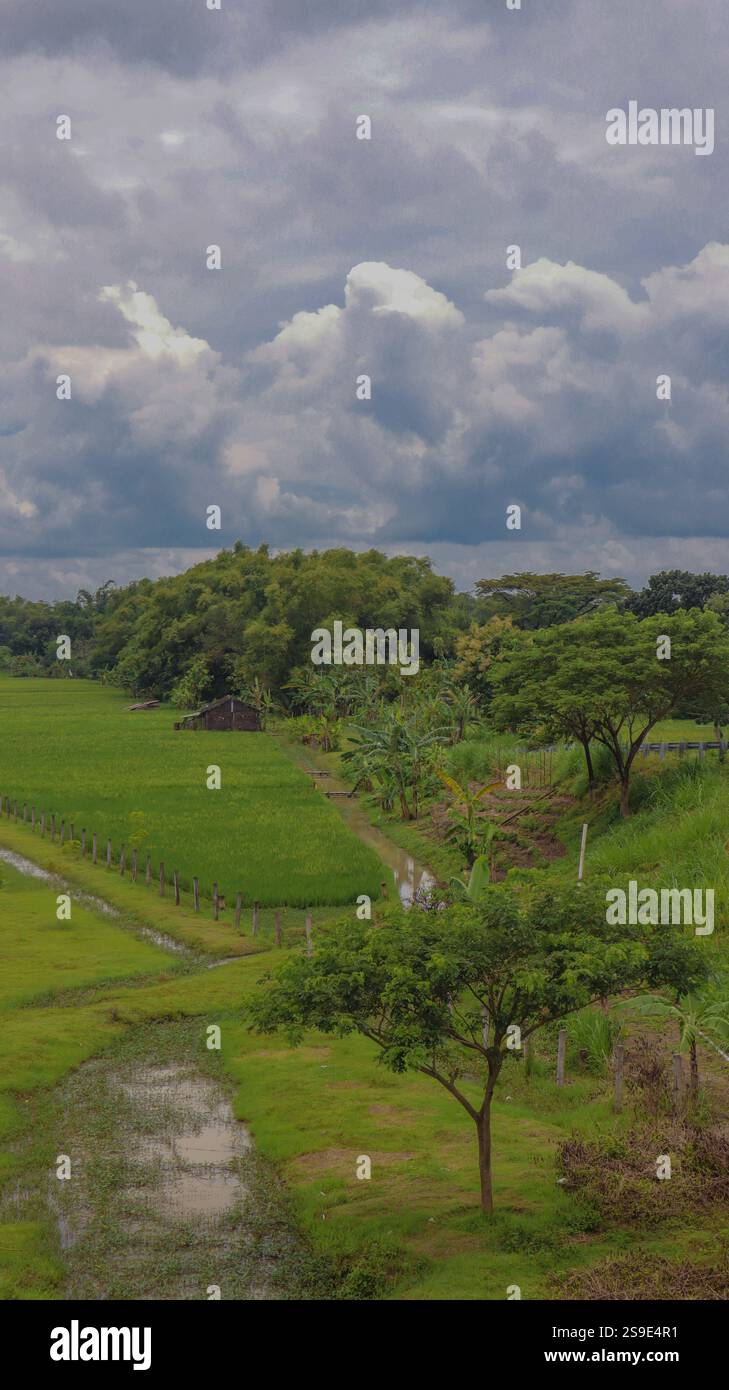 tropical biomes in the afternoon with rice fields and trees with cloudy ...