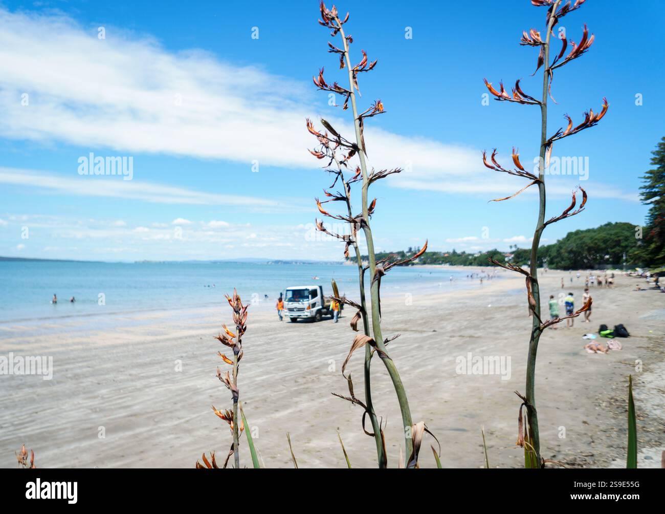Native New Zealand Flax (Harakeke) flowers at Takapuna Beach. A Truck ...
