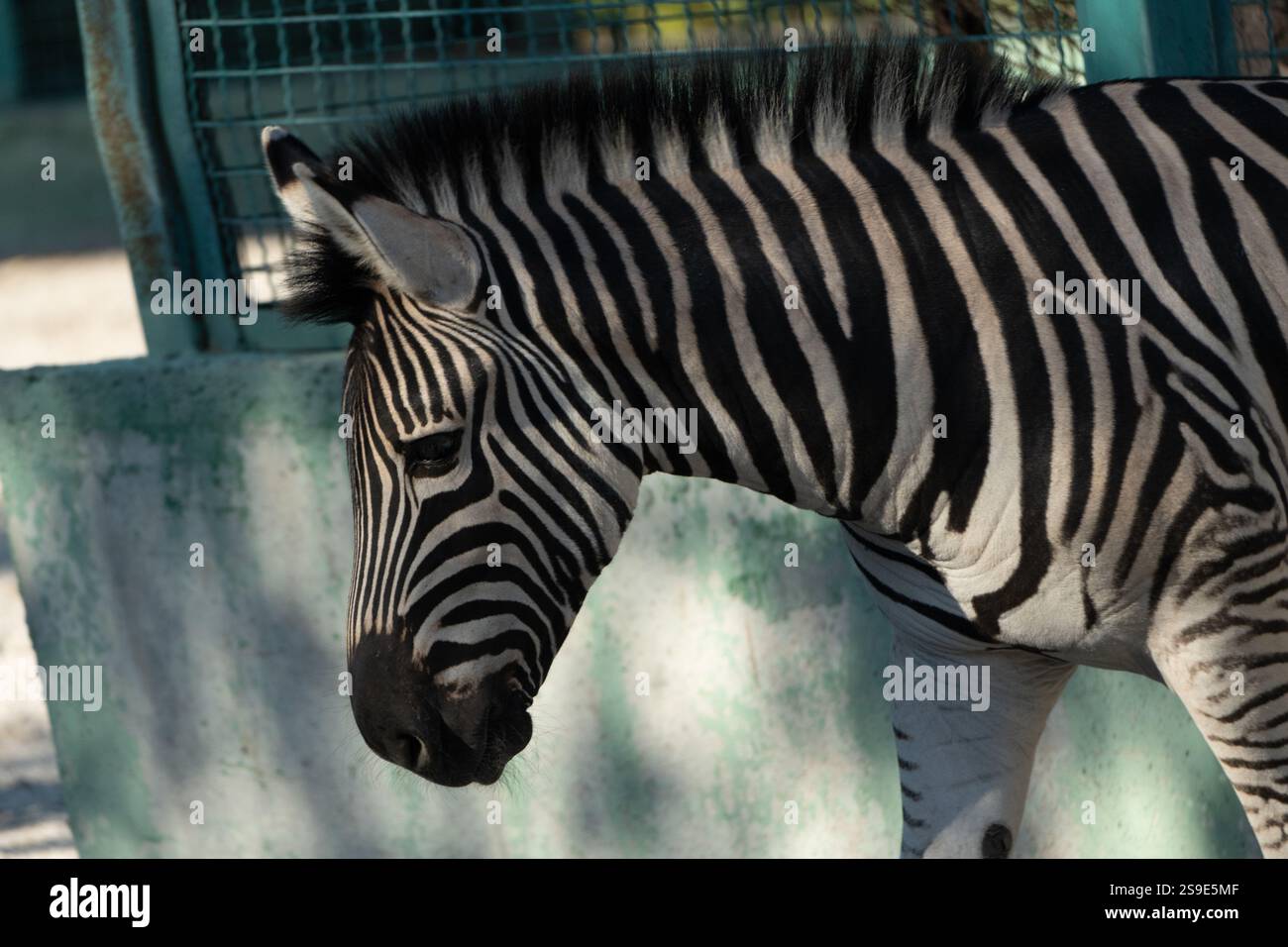 Zebra Zoo Enclosure: Captive Plains Zebra Resting in a Zoo Enclosure ...