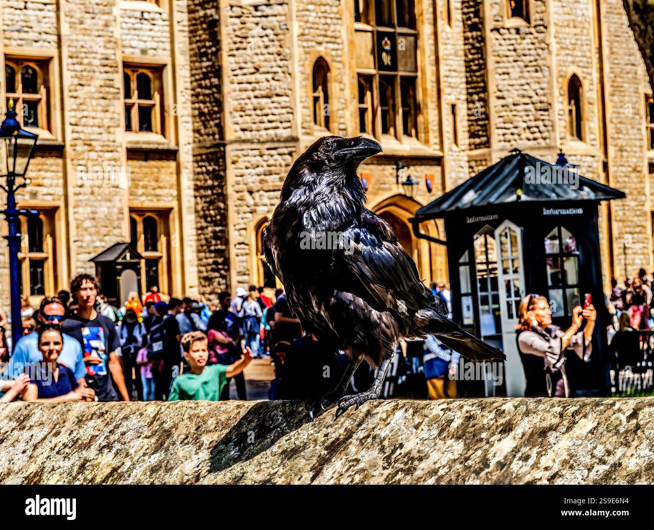 Tower Raven Protector Tower of London London England. .Tower castle ...