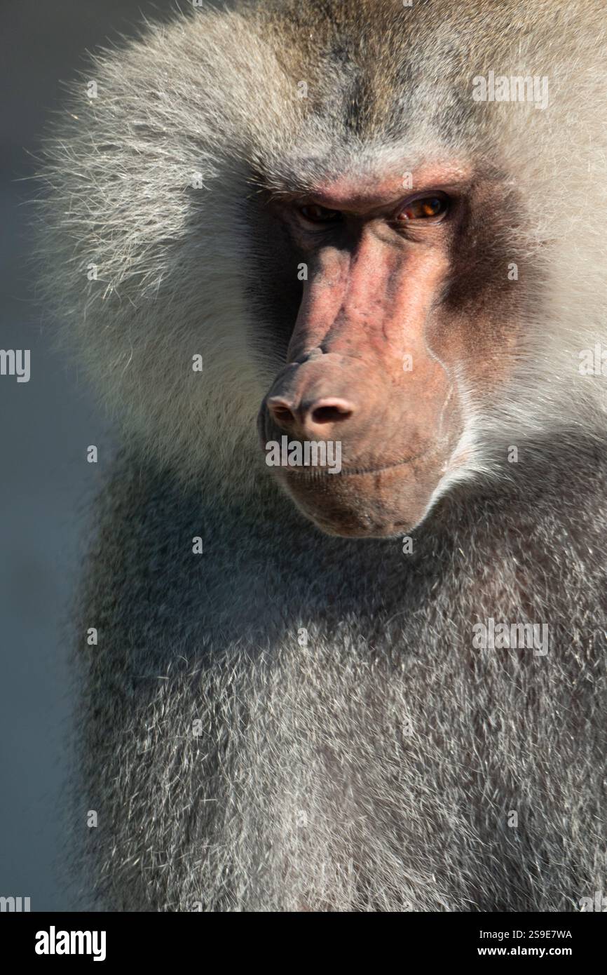 Baboon Portrait Zoo Animal Closeup. A hamadryas baboon stares intensely ...