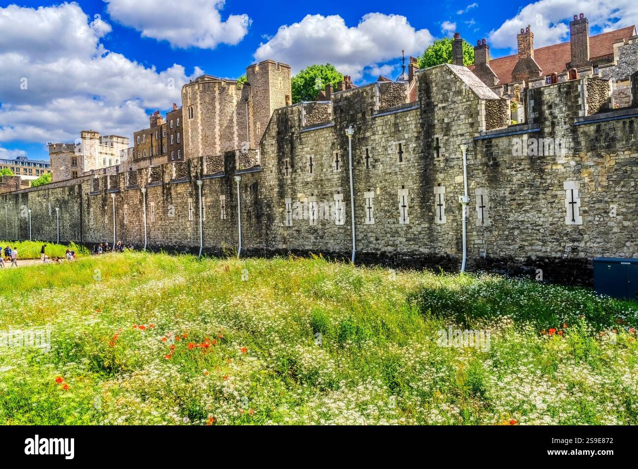 Colorful Red Poppies Flowers Field Tower of London London England ...