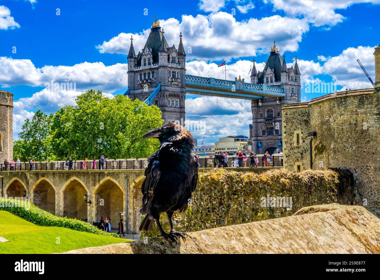 Tower Raven Protector Tower of London Tower Bridge London England ...