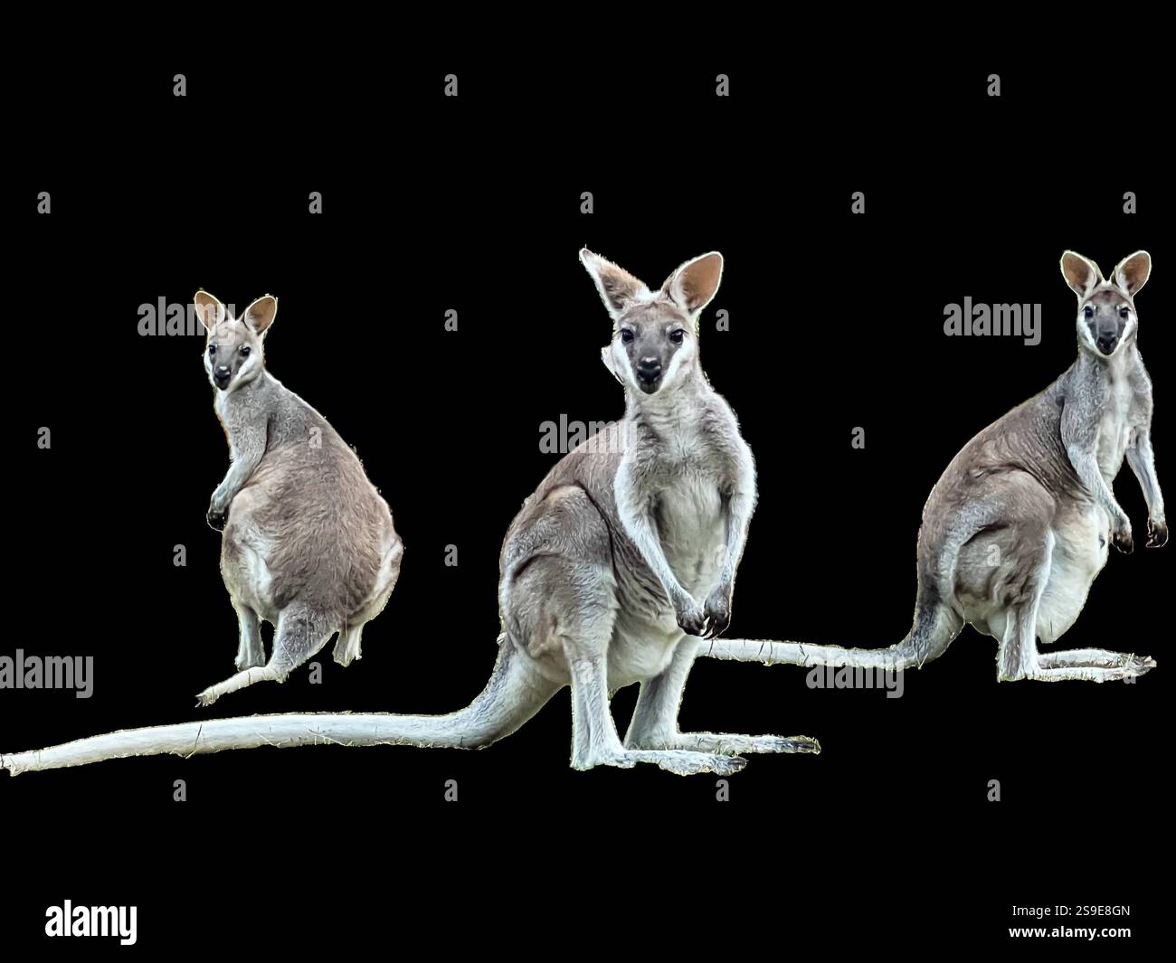 Wallaby with a transparent background Stock Photo - Alamy