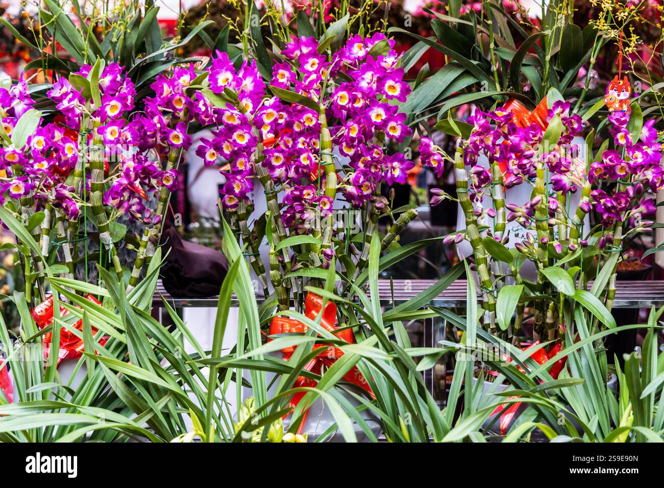 The 2025 Shenzhen Spring Flower Market opens in Shenzhen City, south ...