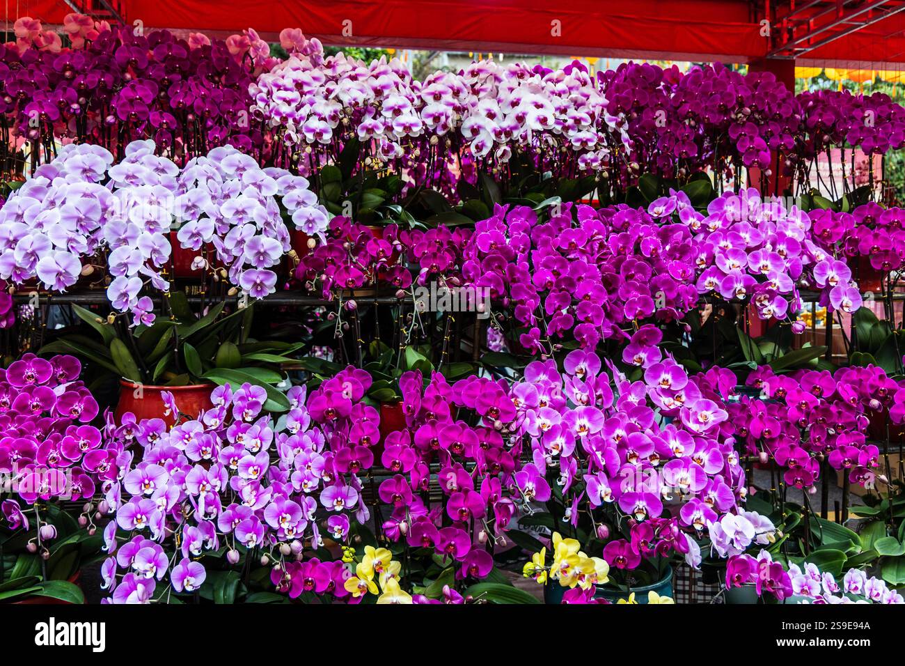 The 2025 Shenzhen Spring Flower Market opens in Shenzhen City, south ...