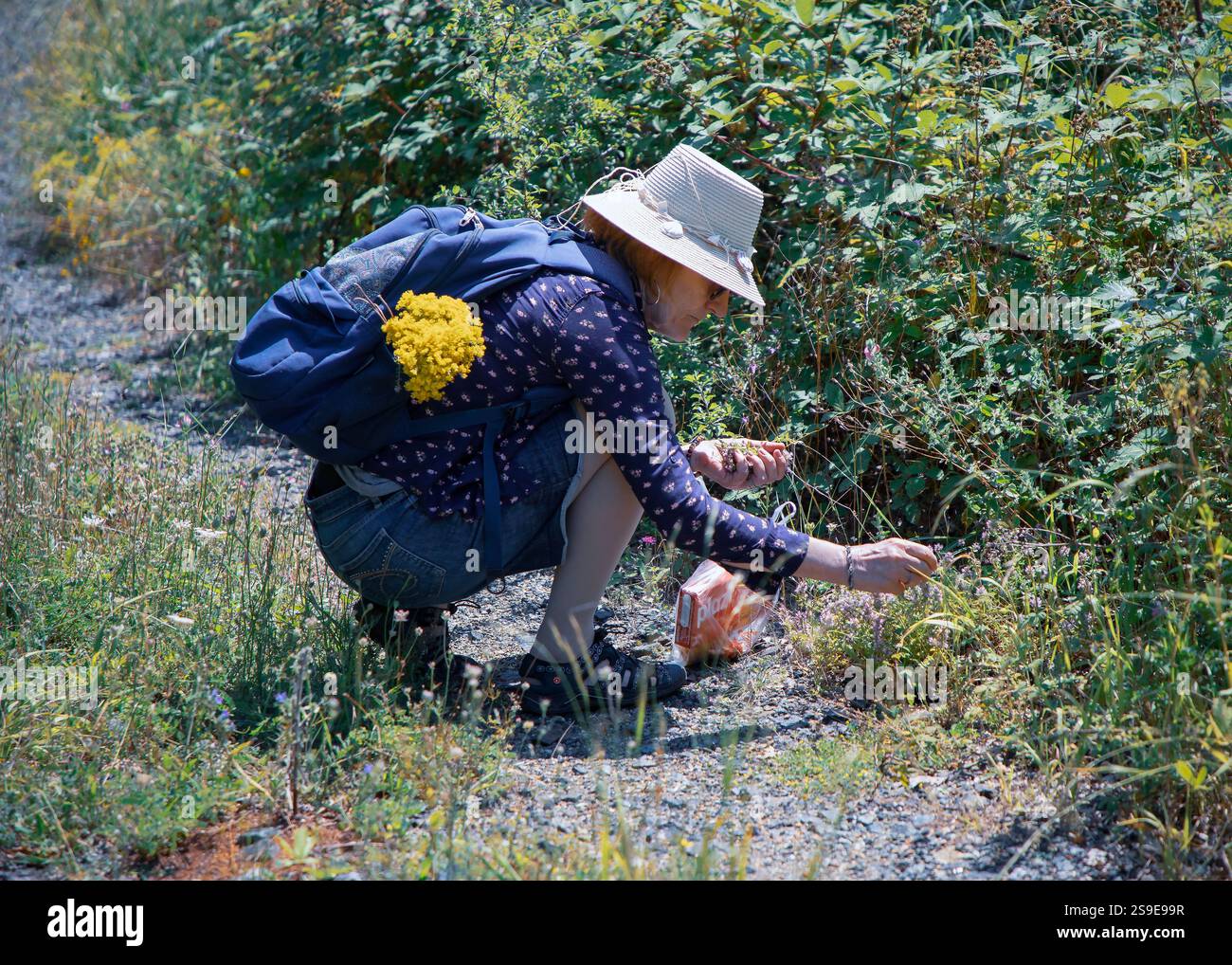 Collecting herbs woods hi-res stock photography and images - Alamy