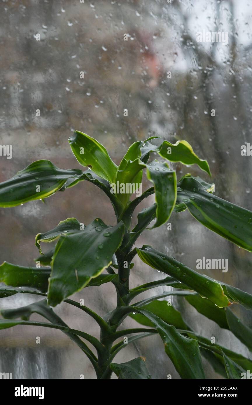 Fragrant Dracaena massangeana by the window Stock Photo - Alamy