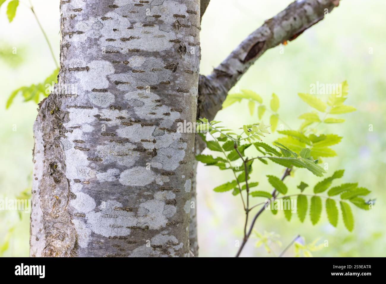 Smooth trunk of rowan, Sorbus aucuparia, with patches of crustose ...