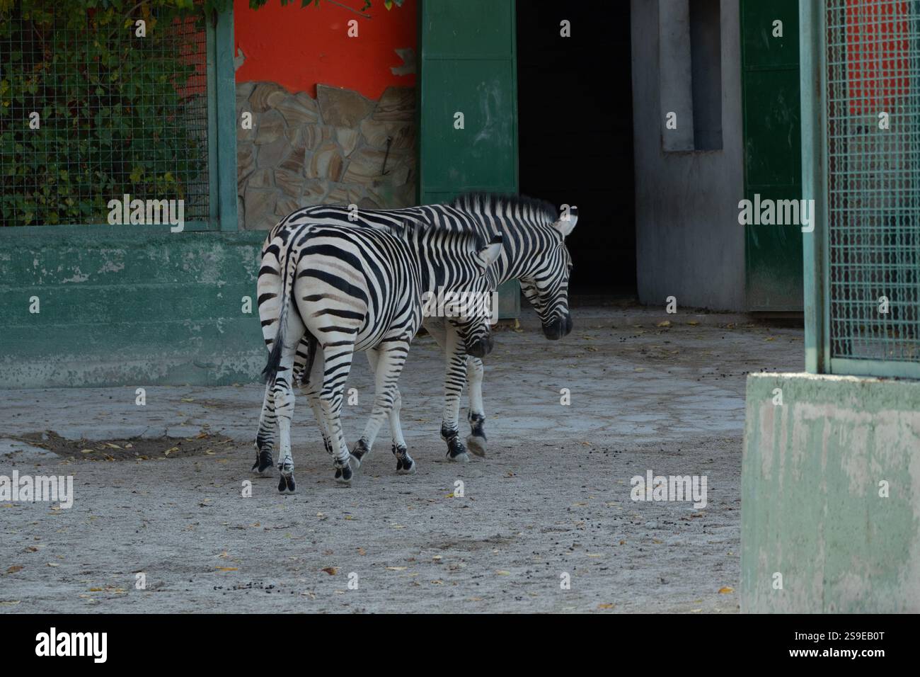 Zebras Zoo Enclosure Caucasus: Two zebras stand near a building's ...