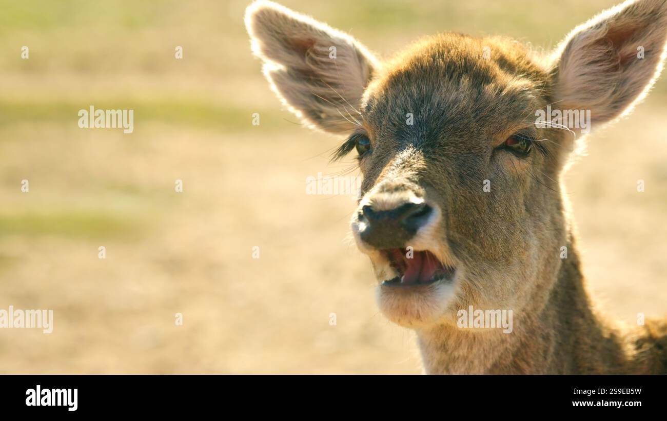 Deer fawn looking very amazed and surprised at copy space Stock Photo ...