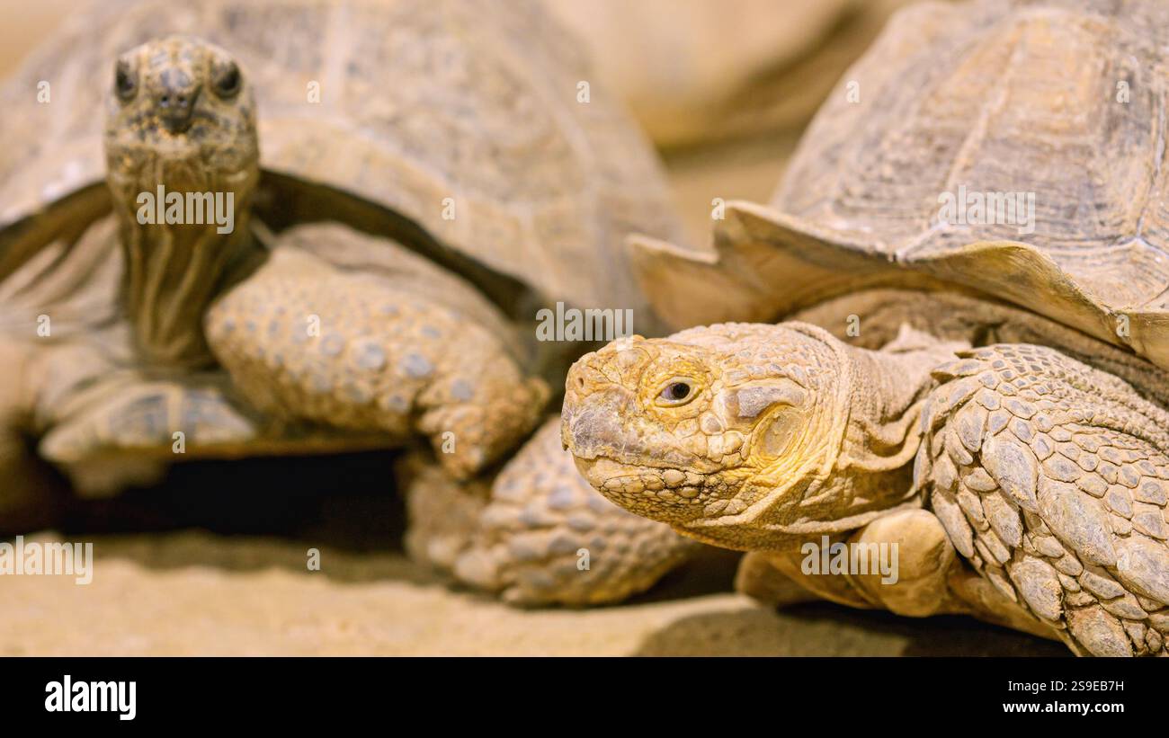 Endangered desert tortoises close up hi-res stock photography and ...