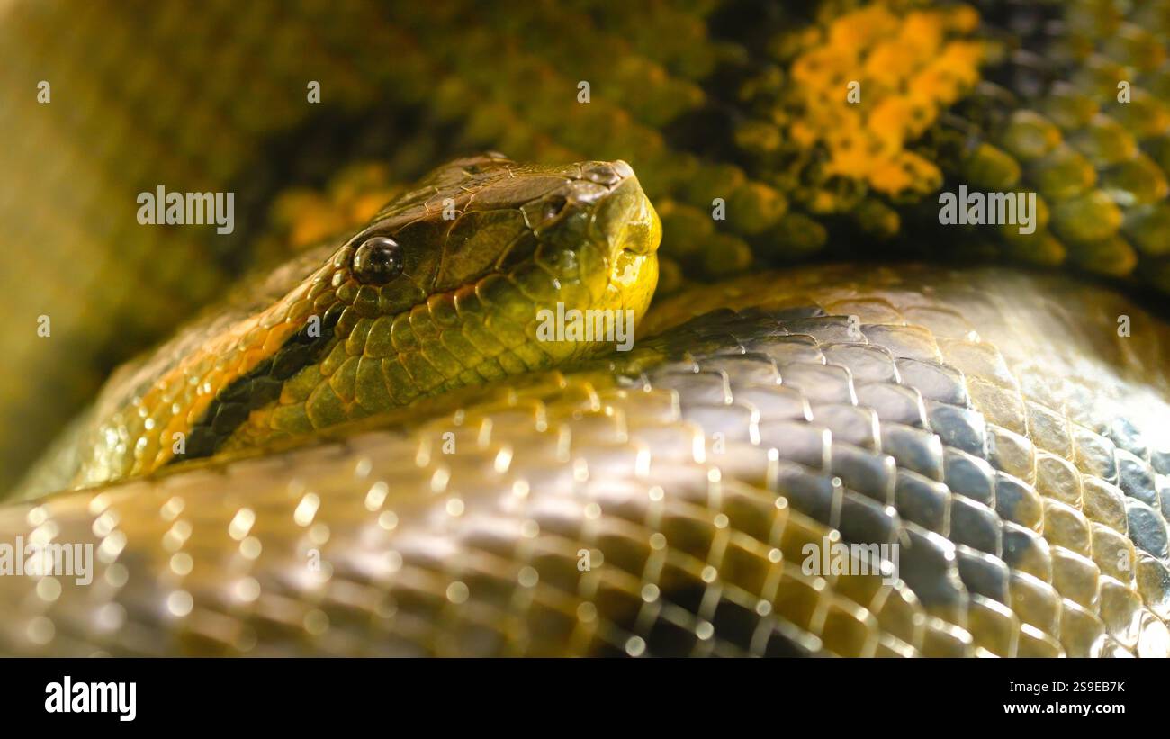 Green anaconda snake resting on its coils in the jungle Stock Photo - Alamy