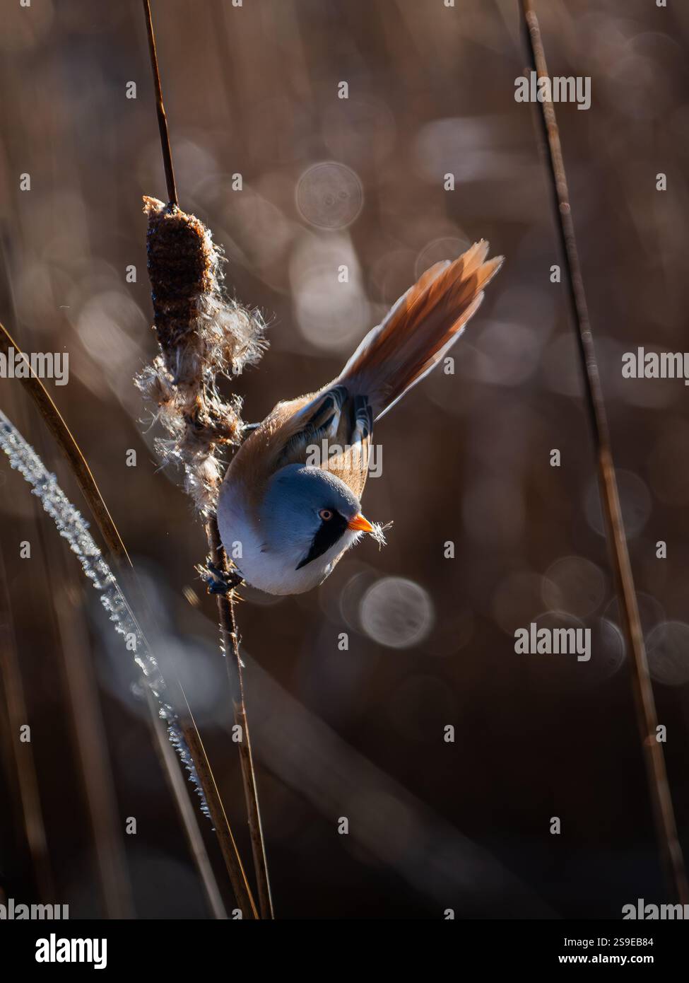 Bearded Reedling Elegance in Nature's Spotlight Stock Photo - Alamy