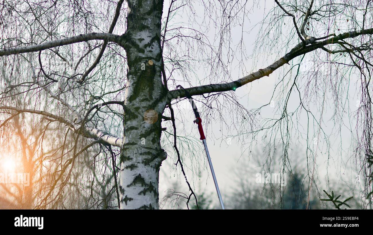 Cutting tree long telescopic saw hi-res stock photography and images ...