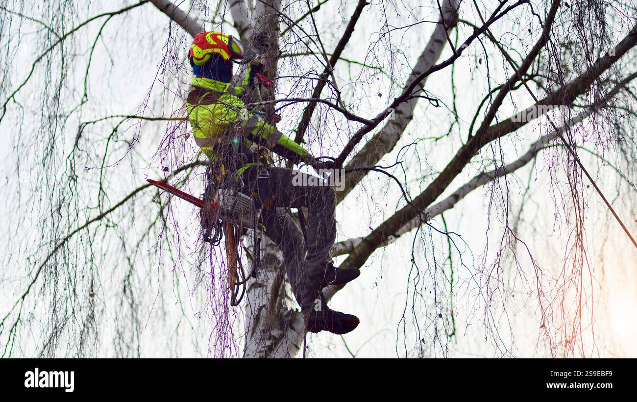 Woodcutter in uniform climbing and working on heights, process of tree trunk pruning and sawing ...