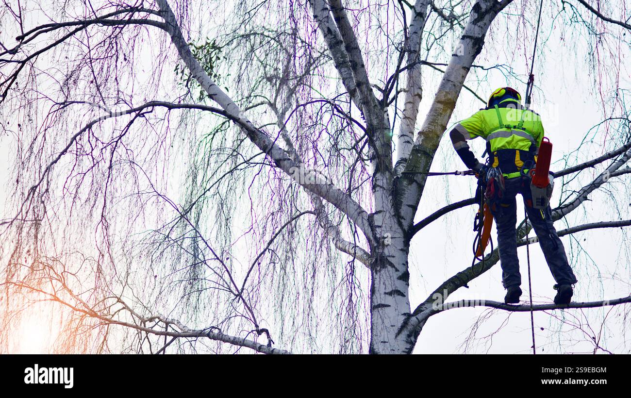 Woodcutter in uniform climbing and working on heights, process of tree trunk pruning and sawing ...