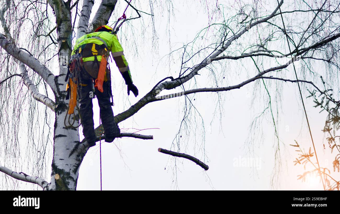 Woodcutter in uniform climbing and working on heights, process of tree trunk pruning and sawing ...