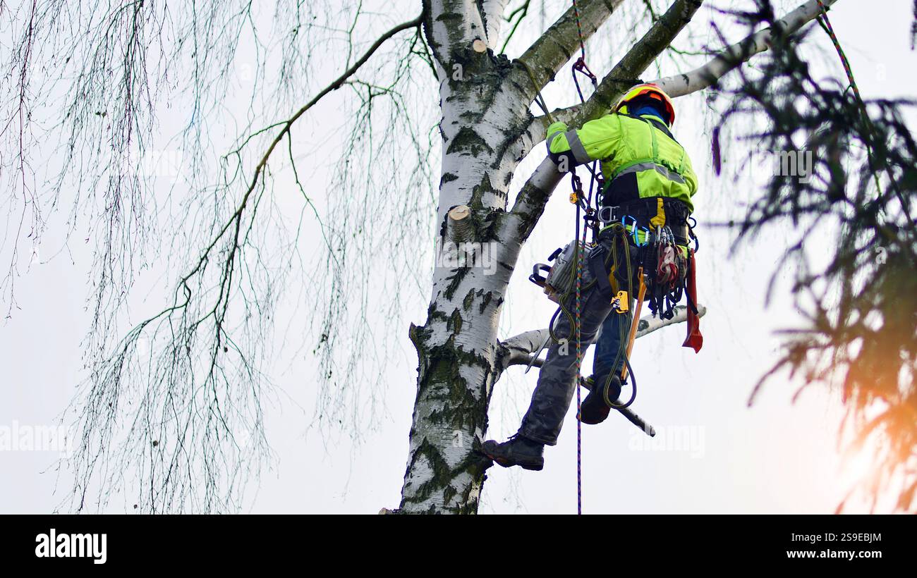Woodcutter in uniform climbing and working on heights, process of tree trunk pruning and sawing ...