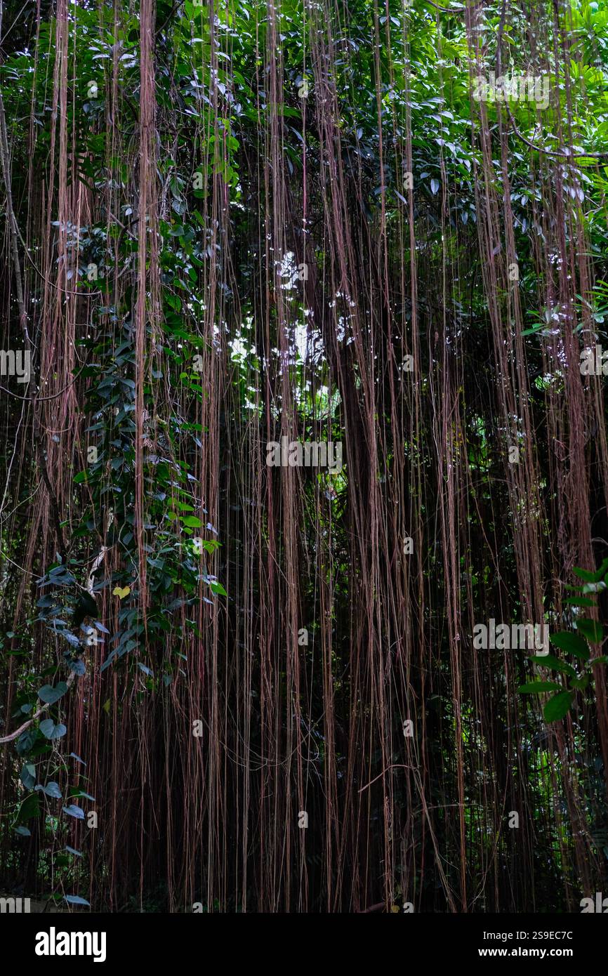 Banyan tree air root in Pekanbaru city forest Stock Photo - Alamy