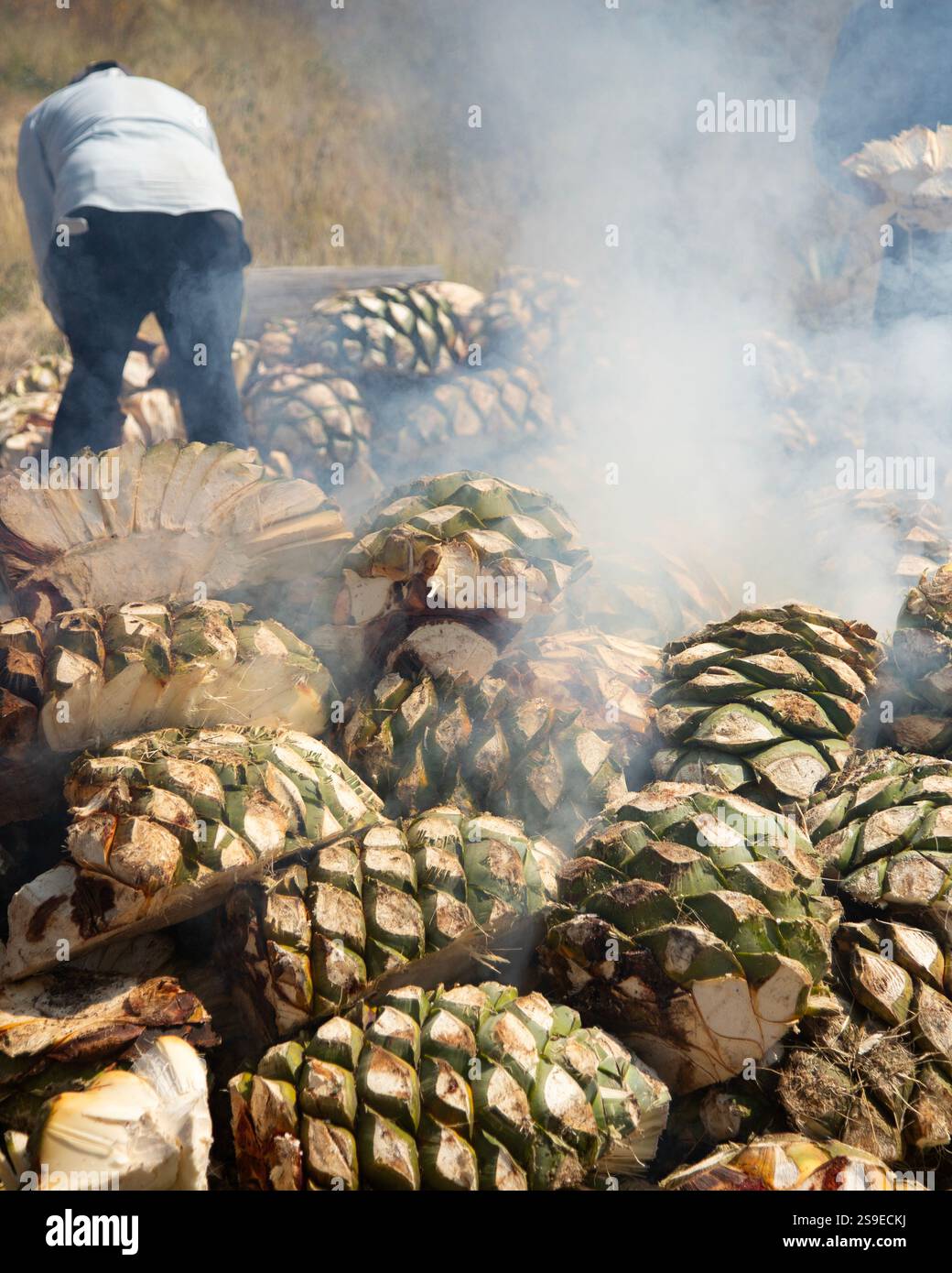Traditional form of cooking maguey agave for the production of mezcal ...
