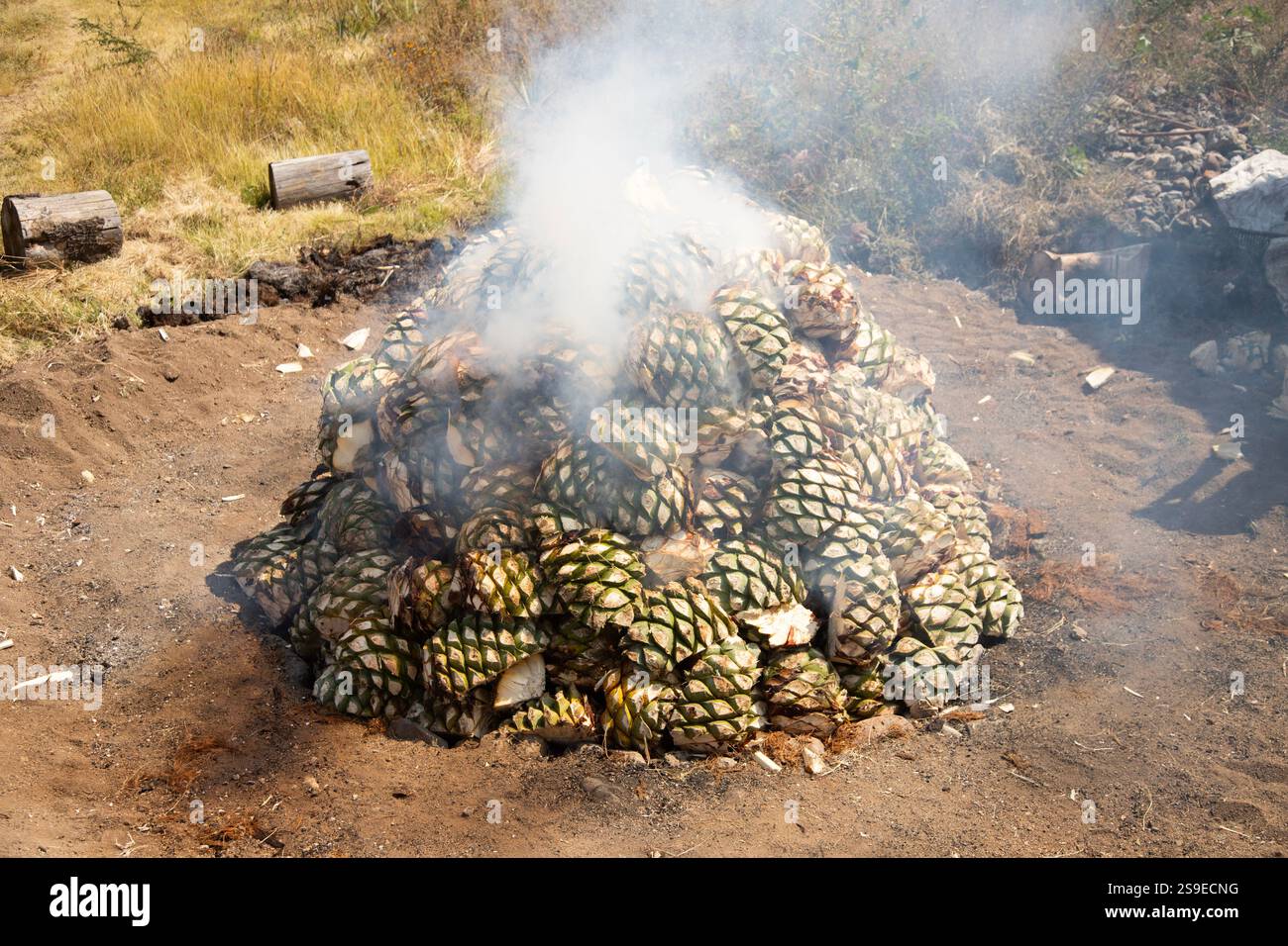 Traditional form of cooking maguey agave for the production of mezcal ...
