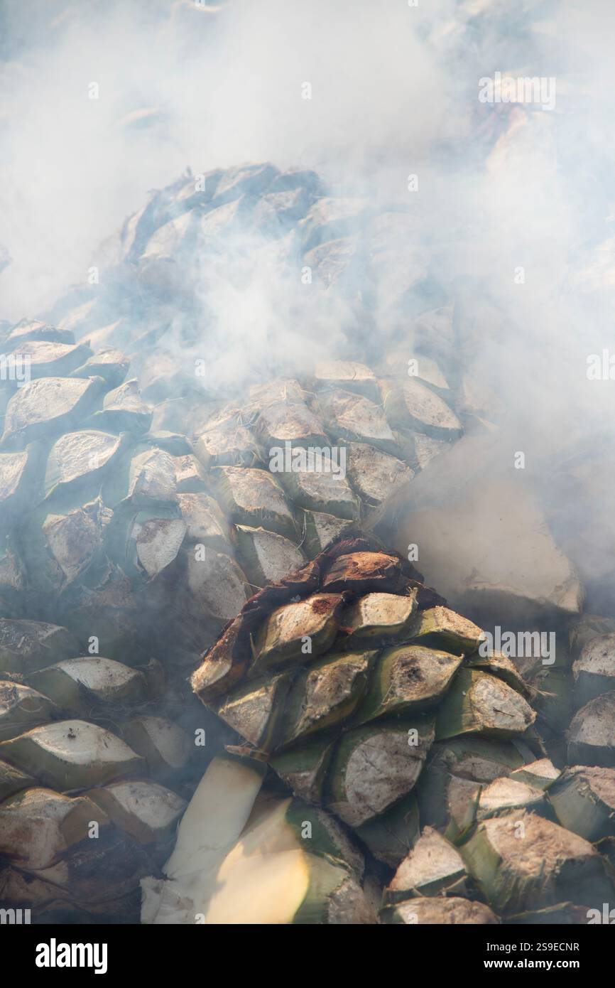 Traditional form of cooking maguey agave for the production of mezcal ...