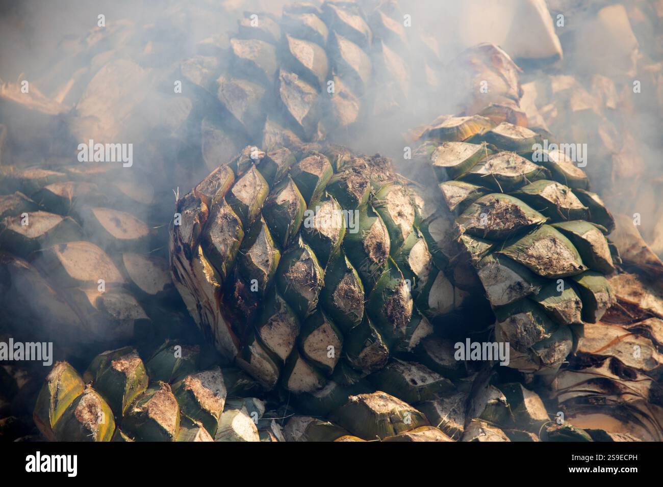 Traditional form of cooking maguey agave for the production of mezcal ...