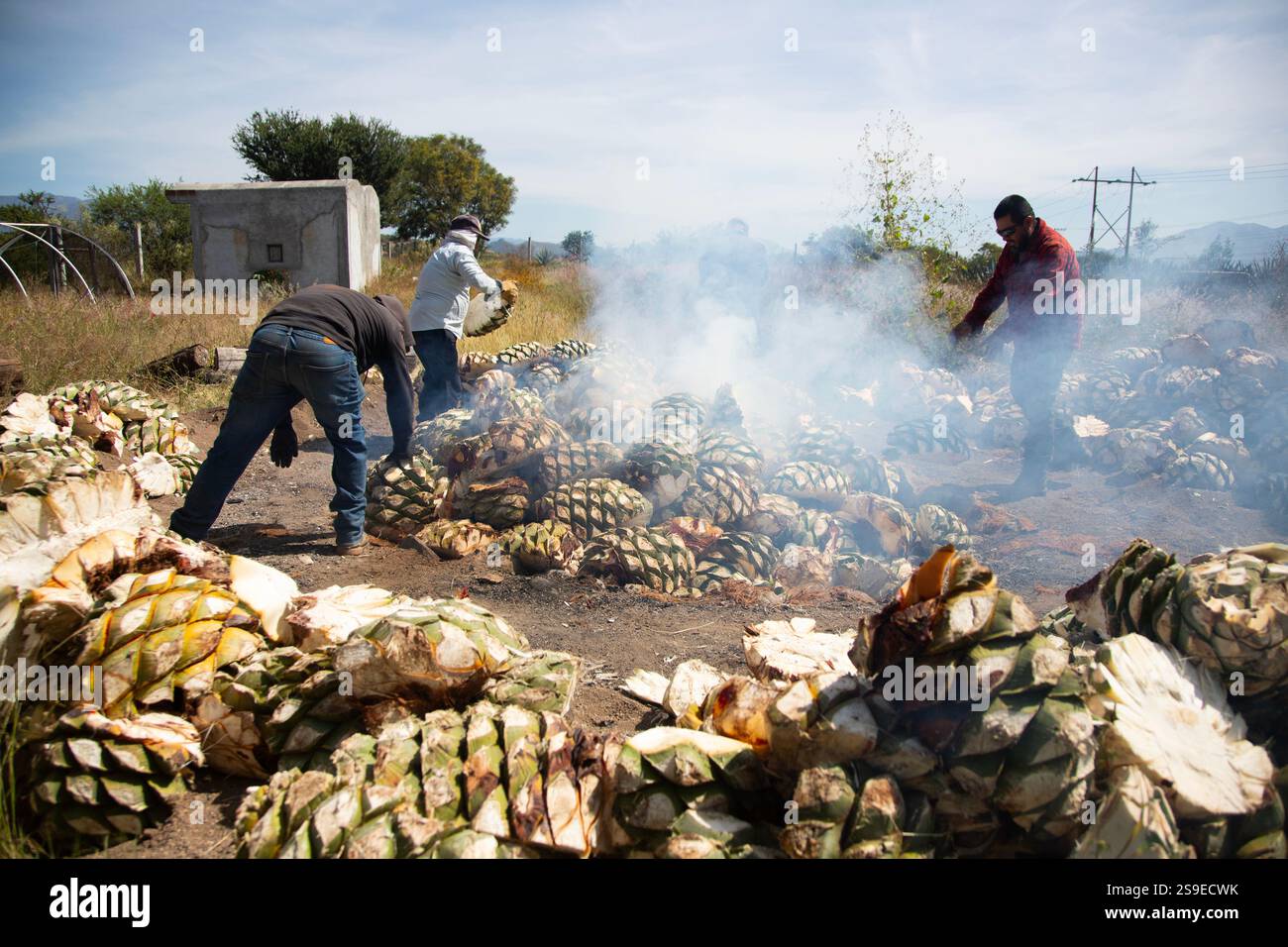 Oaxaca, Mexico 1st January 2025: Traditional process of cooking maguey ...