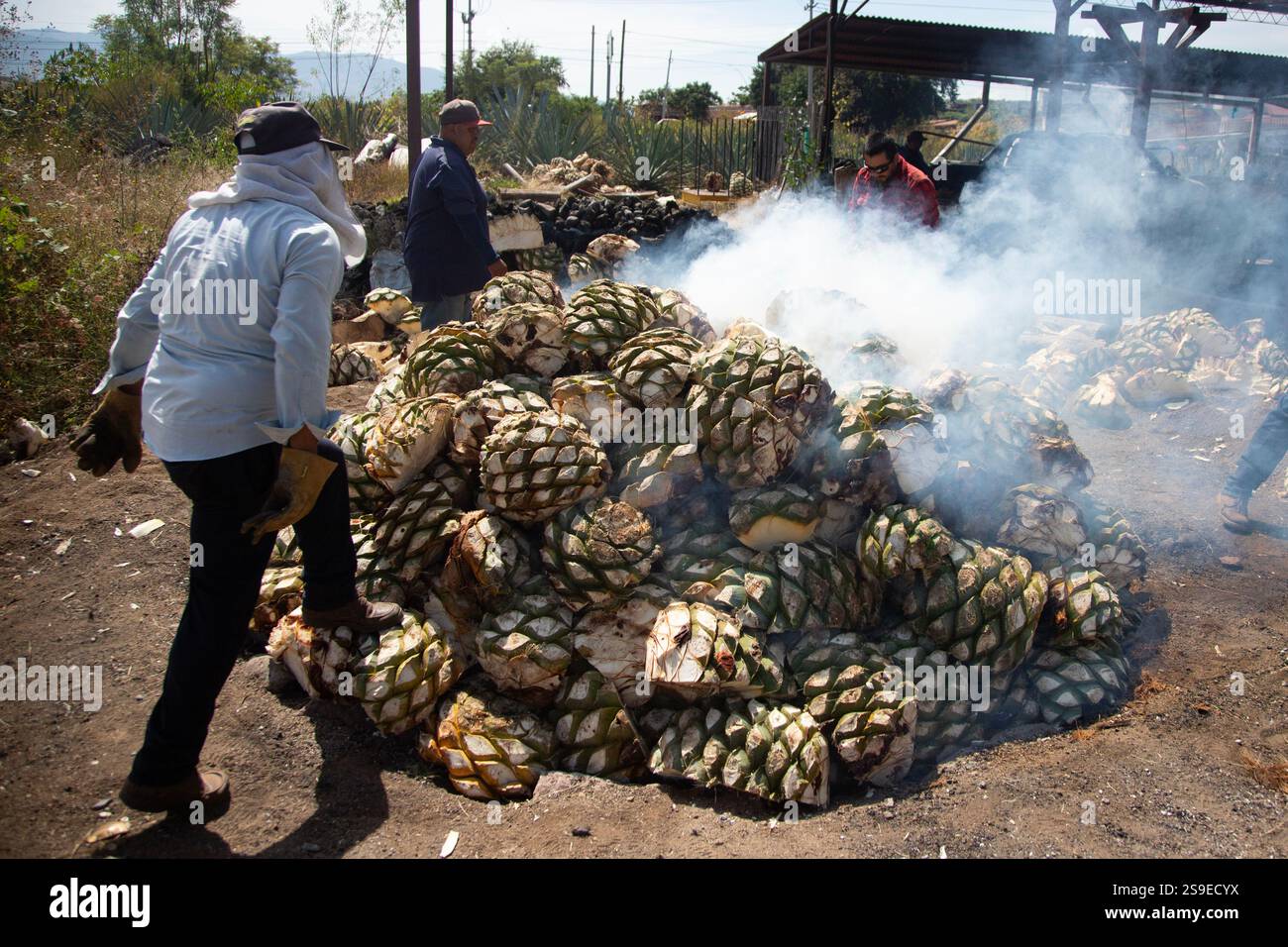 Oaxaca, Mexico 1st January 2025: Traditional process of cooking maguey ...