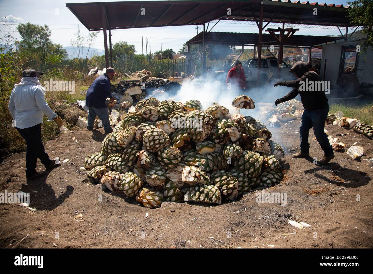 Oaxaca, Mexico 1st January 2025: Traditional process of cooking maguey ...
