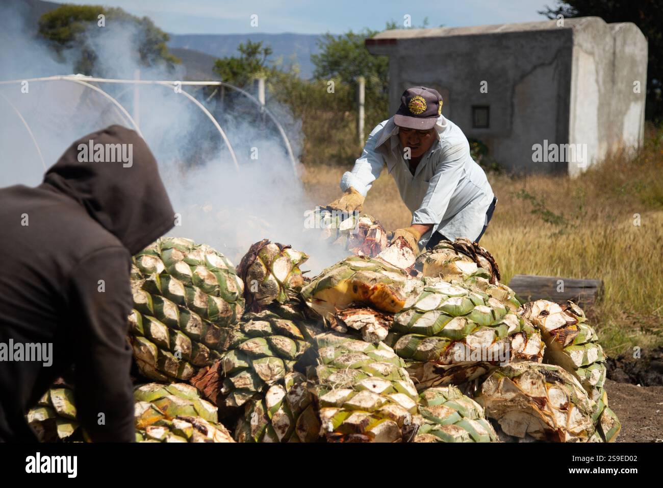 Oaxaca, Mexico 1st January 2025: Traditional process of cooking maguey ...