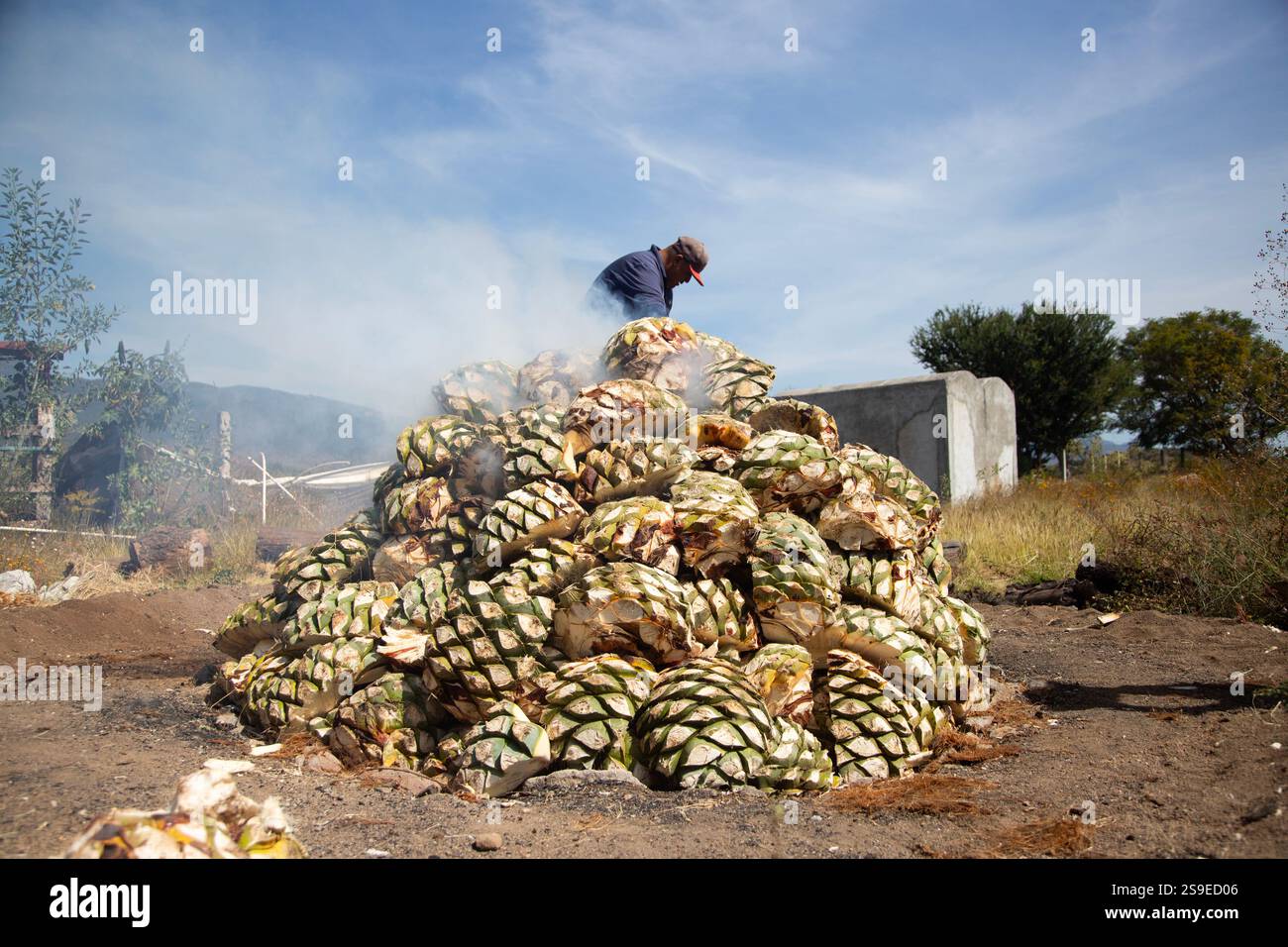 Oaxaca, Mexico 1st January 2025: Traditional process of cooking maguey ...