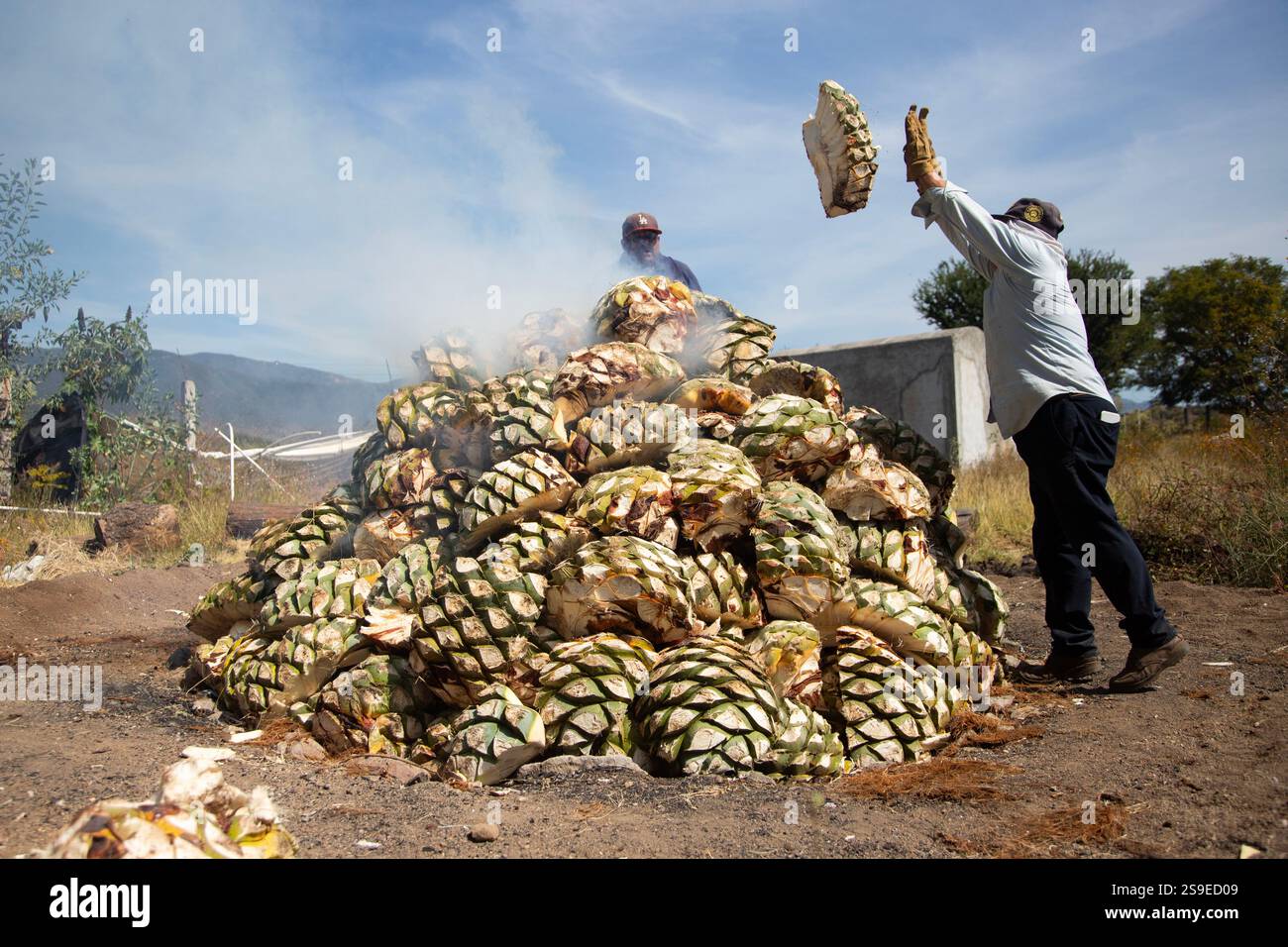Oaxaca, Mexico 1st January 2025: Traditional process of cooking maguey ...