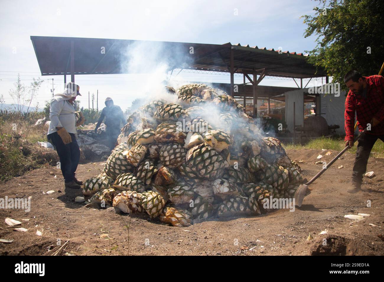 Oaxaca, Mexico 1st January 2025: Traditional process of cooking maguey ...