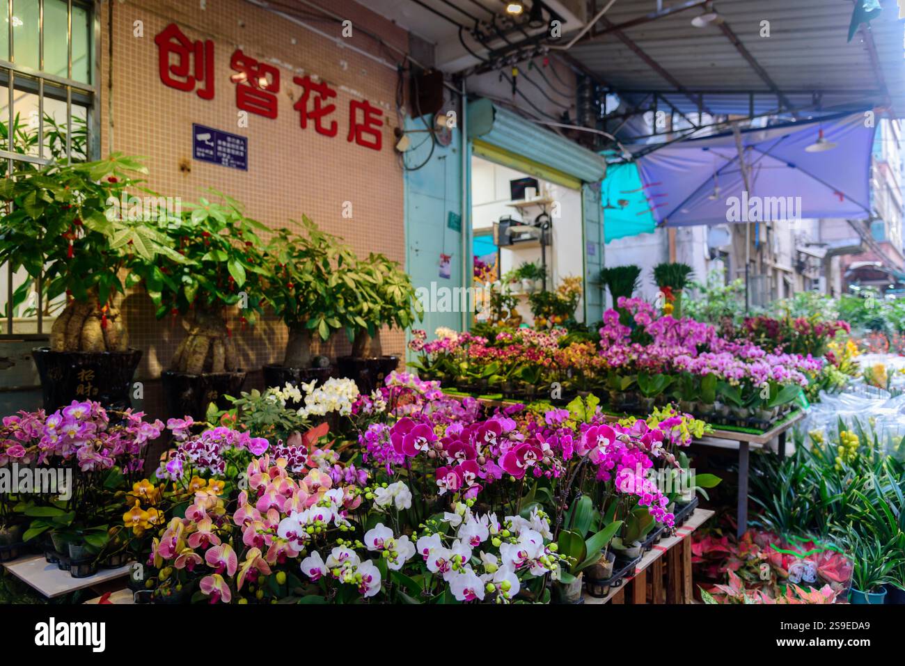 People stroll in a flower market in Dongguan City, south China's ...