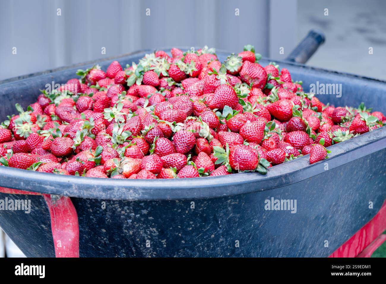 Strawberry strawberries in wheelbarrow on farm, reject rejected seconds ...