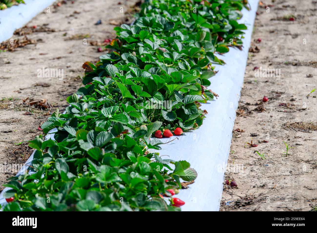 Strawberry strawberries farm farming, pick your own, picking fruit ...