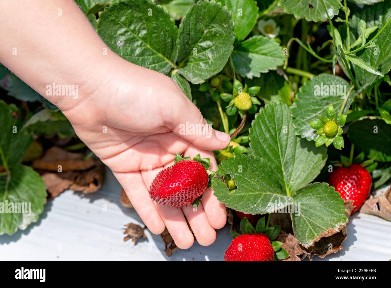 Strawberry strawberries farm farming, pick your own, picking fruit ...