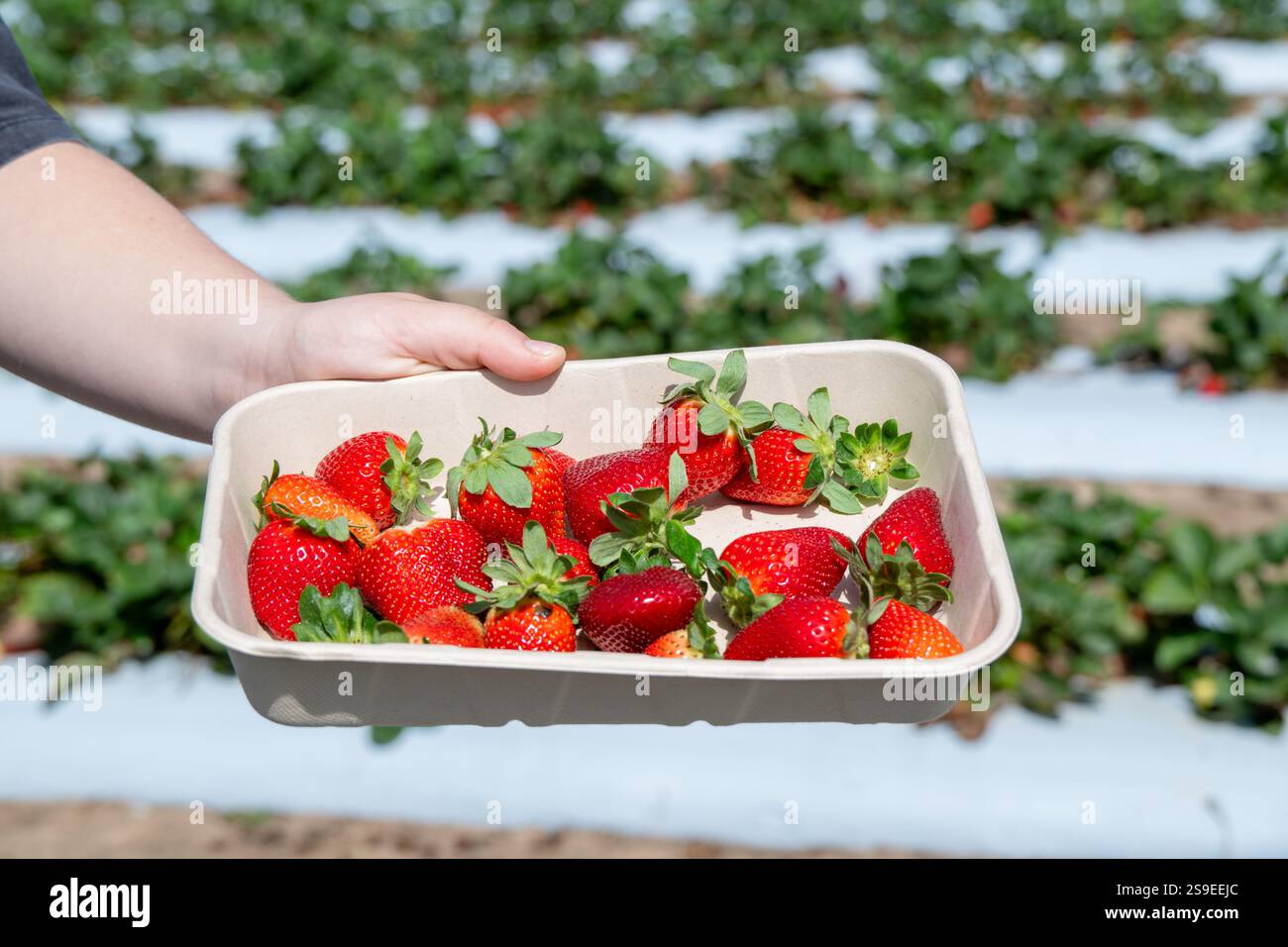Strawberry strawberries farm farming, pick your own, picking fruit ...