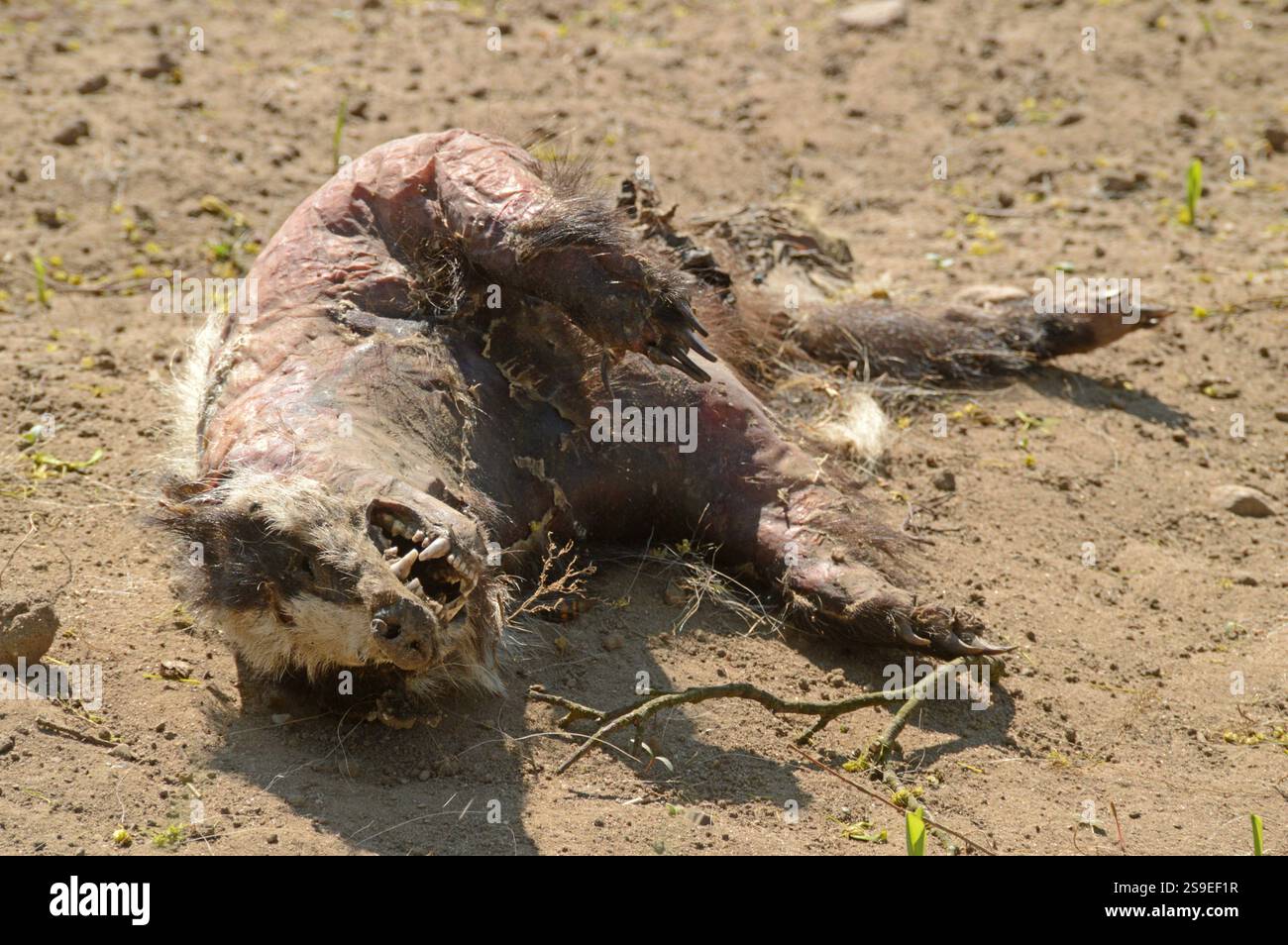 10.05.2016 mumifizierter Dachs Deutschland/ Sachsen Anhalt/ Altmark ...