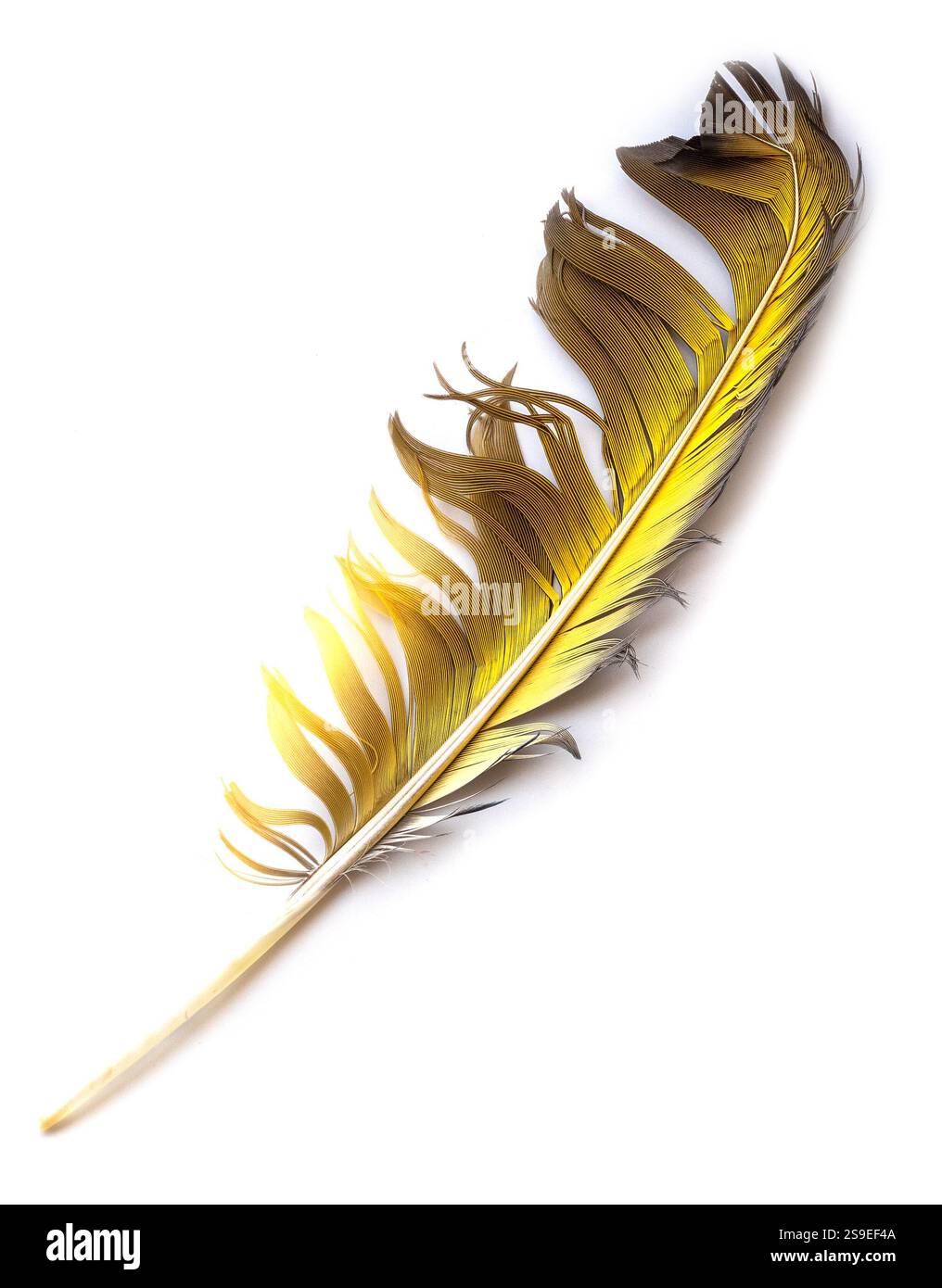 Close up peacock feather Cut Out Stock Images & Pictures - Alamy