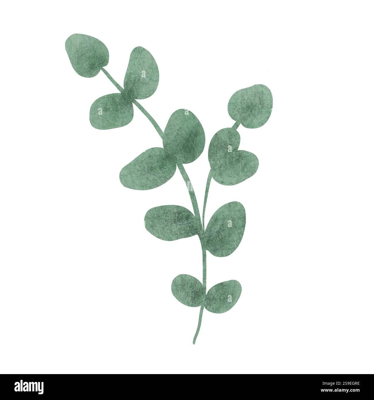 Branch of plant with rounded green leaves, handmade digital ...