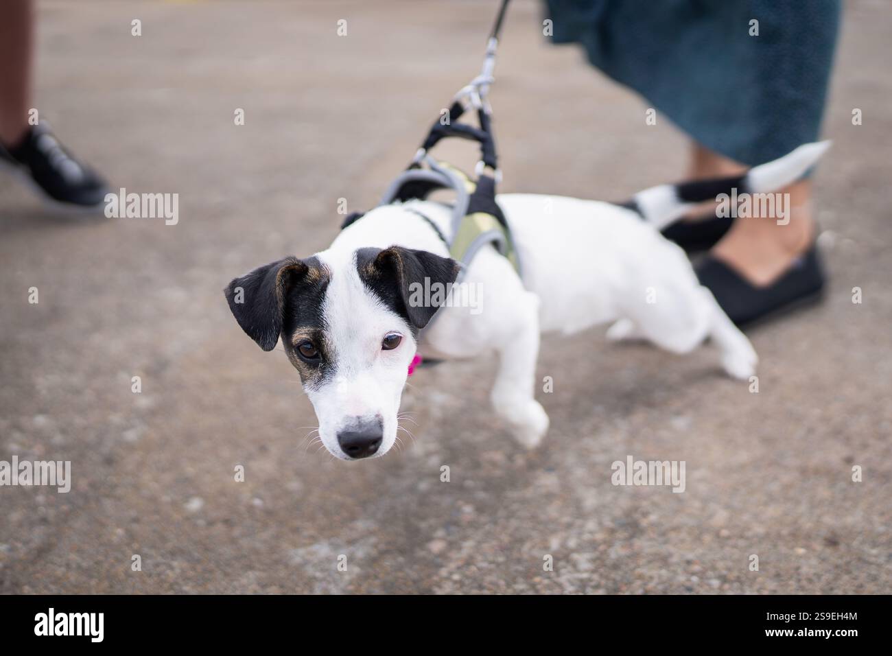 A Jack Russell Terrier puppy pulls hard on the leash while walking on ...