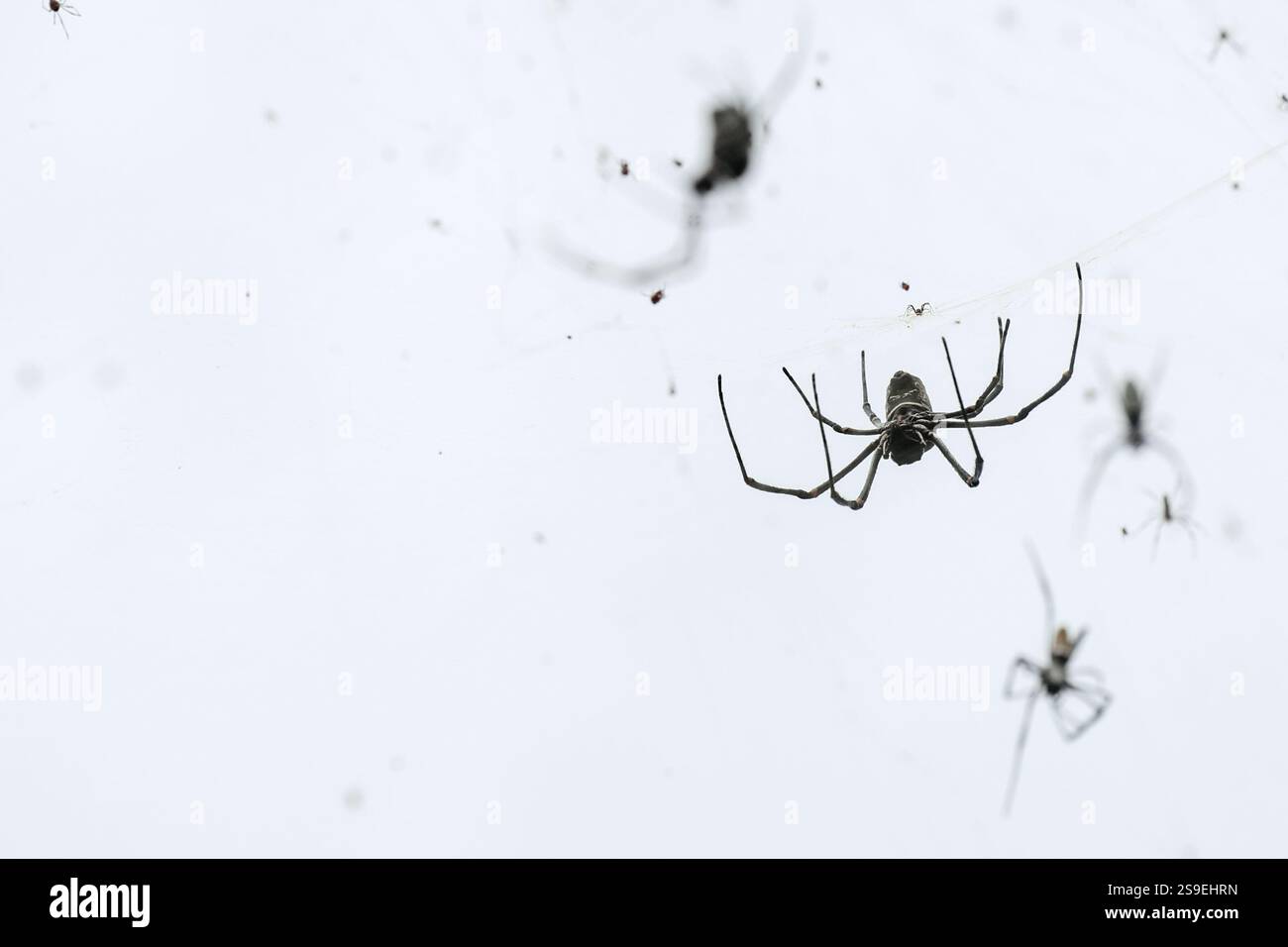 A group of various spiders can be seen sitting comfortably on a smooth ...