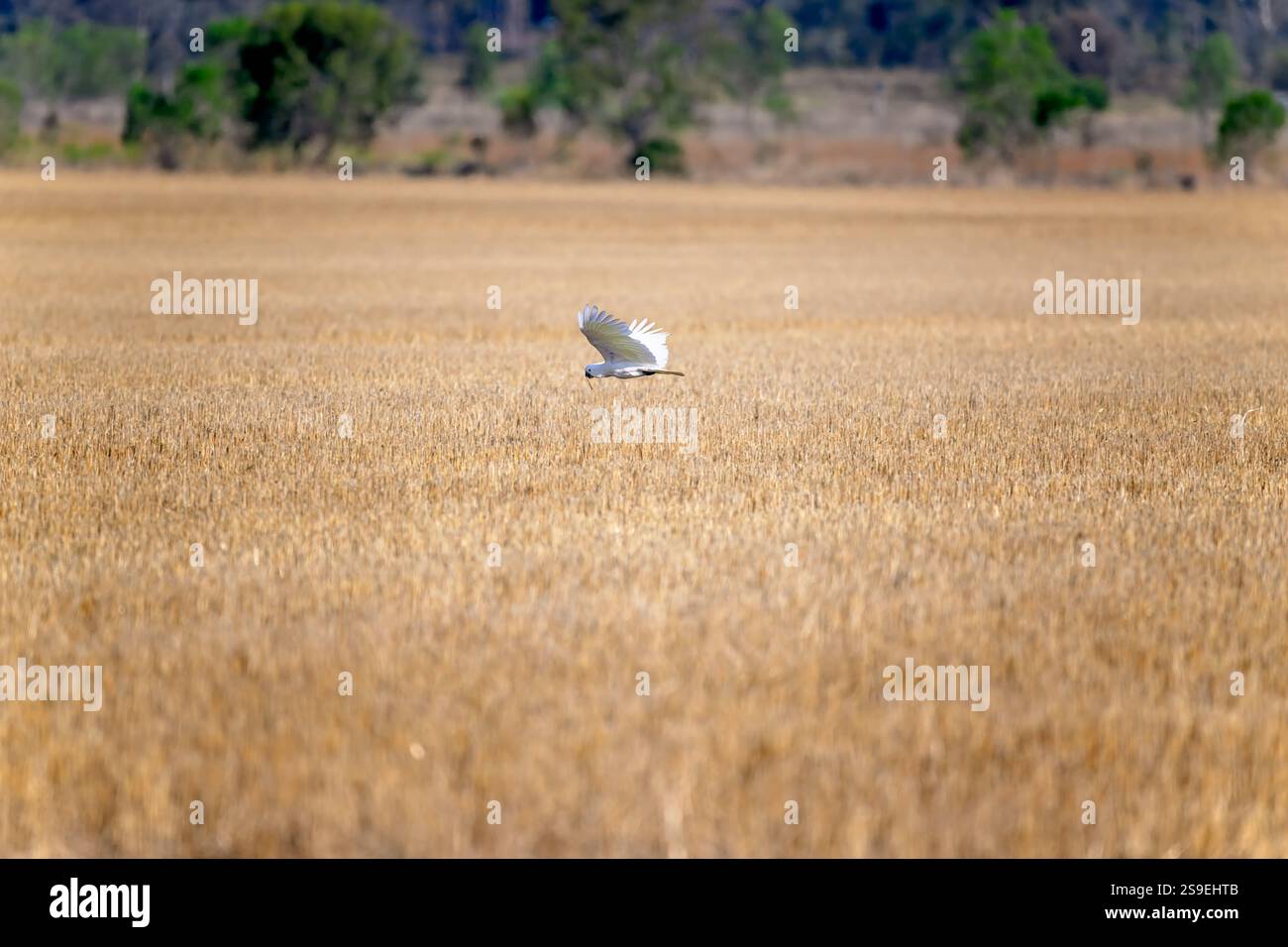 sulphur crested cockatoo, Cacatua galerita, native white bird Australia ...