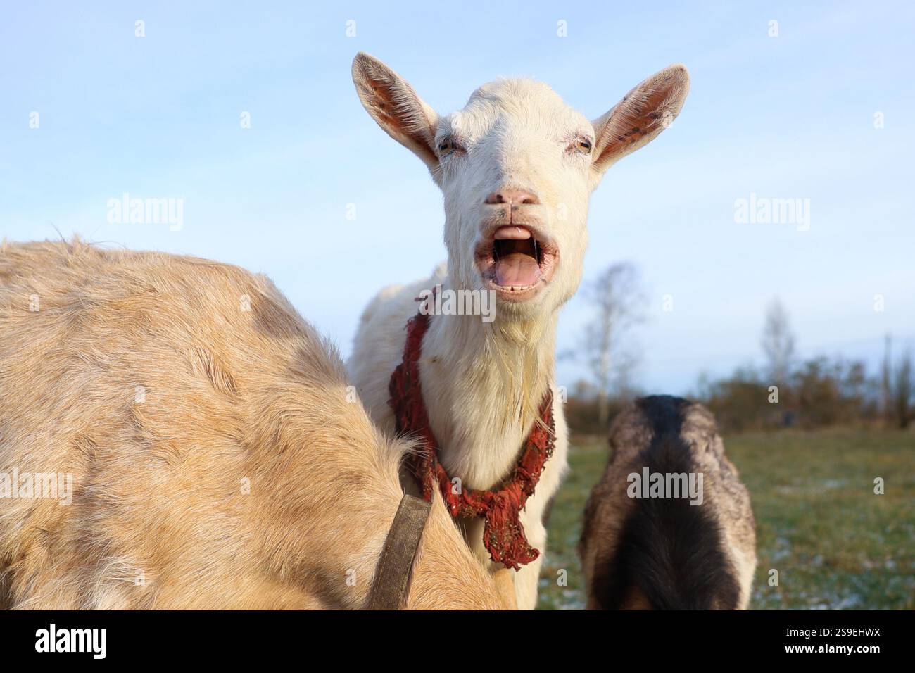 A goat, fashionably dressed with a scarf around its neck, is standing ...