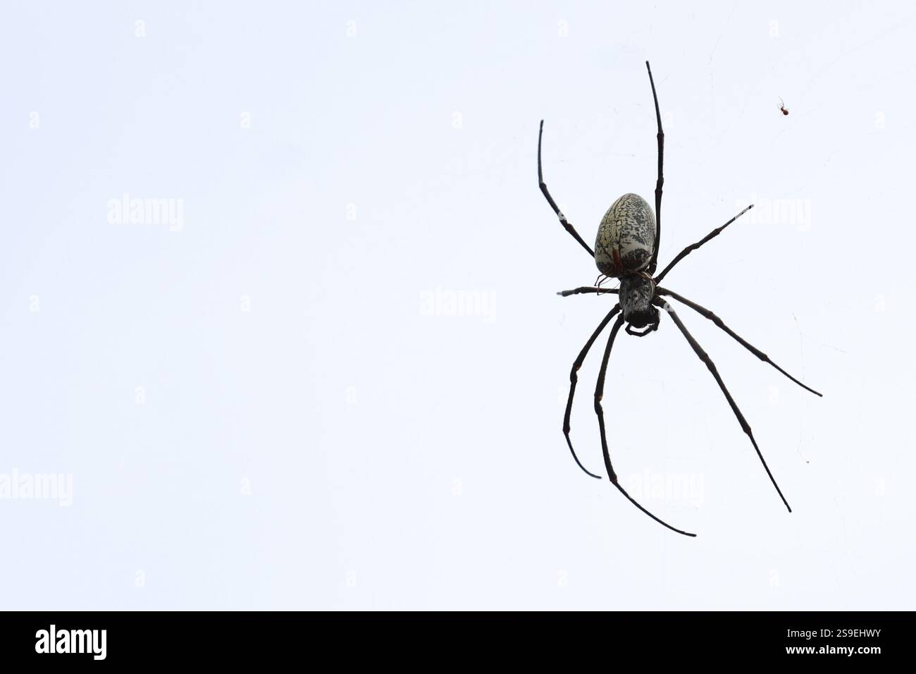 A black and white spider is calmly sitting on a smooth, white surface ...