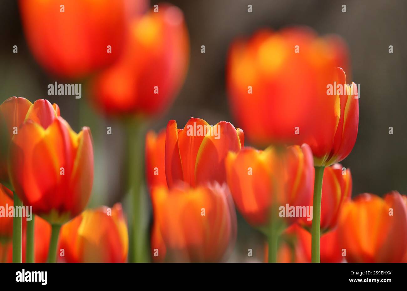 Colorful flowers burst into bloom at Cuihu Park in Kunming City ...